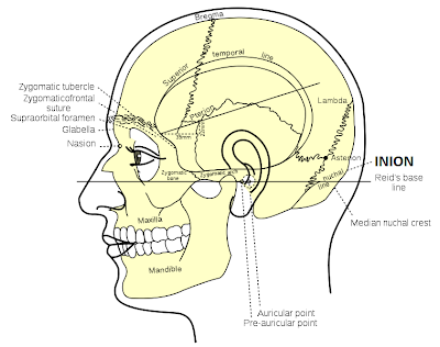 Human Anatomy Mcqs Postgraduation Entrance preparation: 60 - Inion