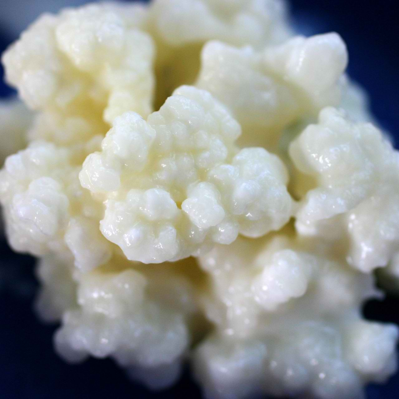 Let's Wallop: The History of Kefir