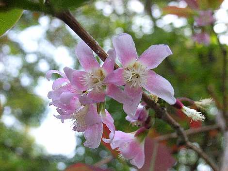 biojojo: Cratoxylum formosum
