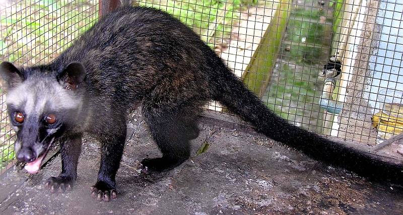 Sekedar Nulis: Musang