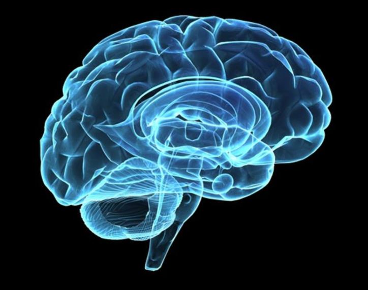 Building a Brain from the Bottom Up