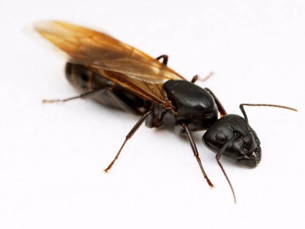 Semut Terbang - mergokahanan