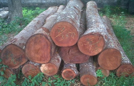 CARA HITUNG KUBIKASI LOG KAYU SENGON, MAHONI dan KAYU JATI ~ Furniture ...
