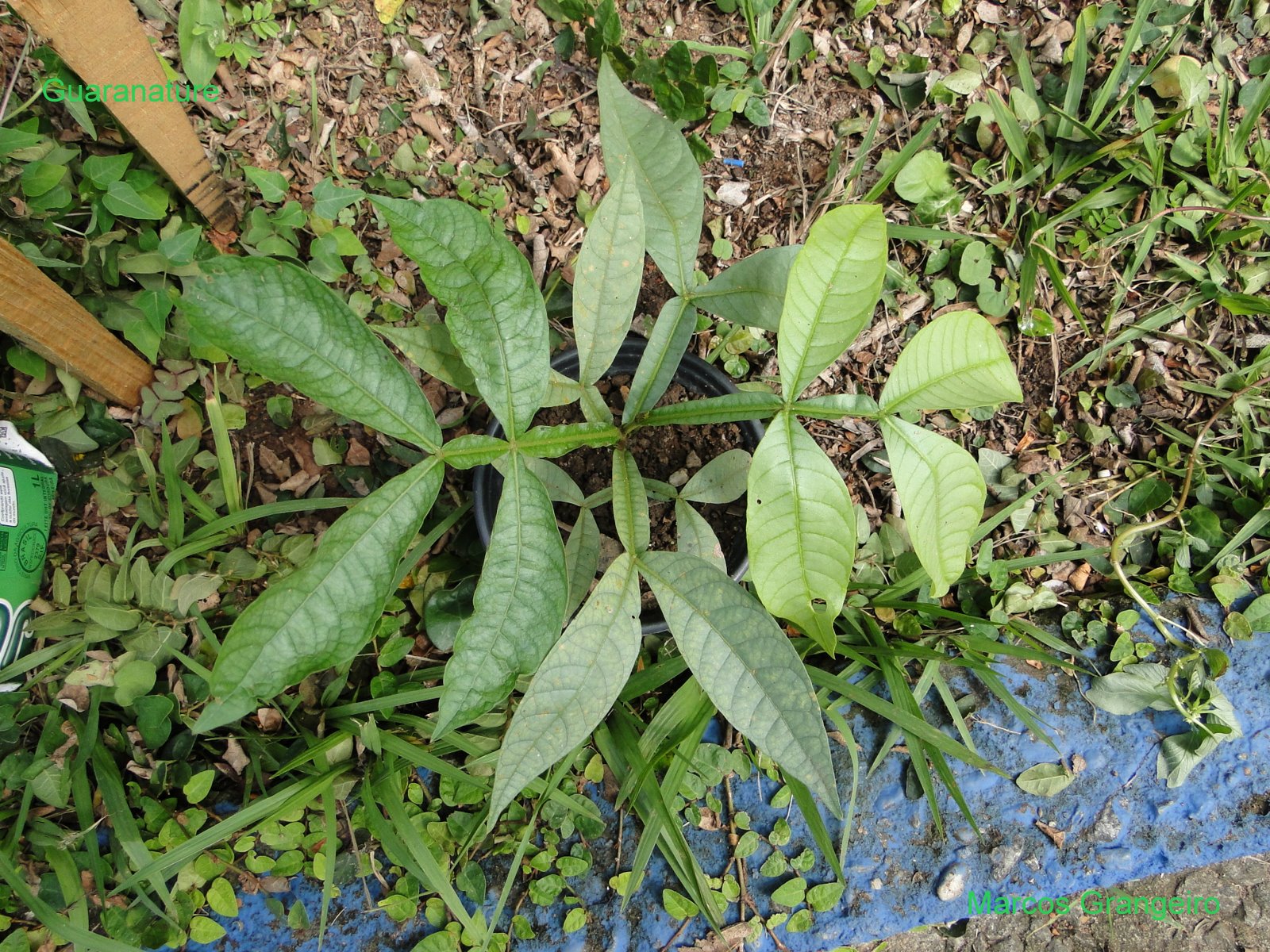 Guaranature: Ingá-de-metro (Inga edulis)...