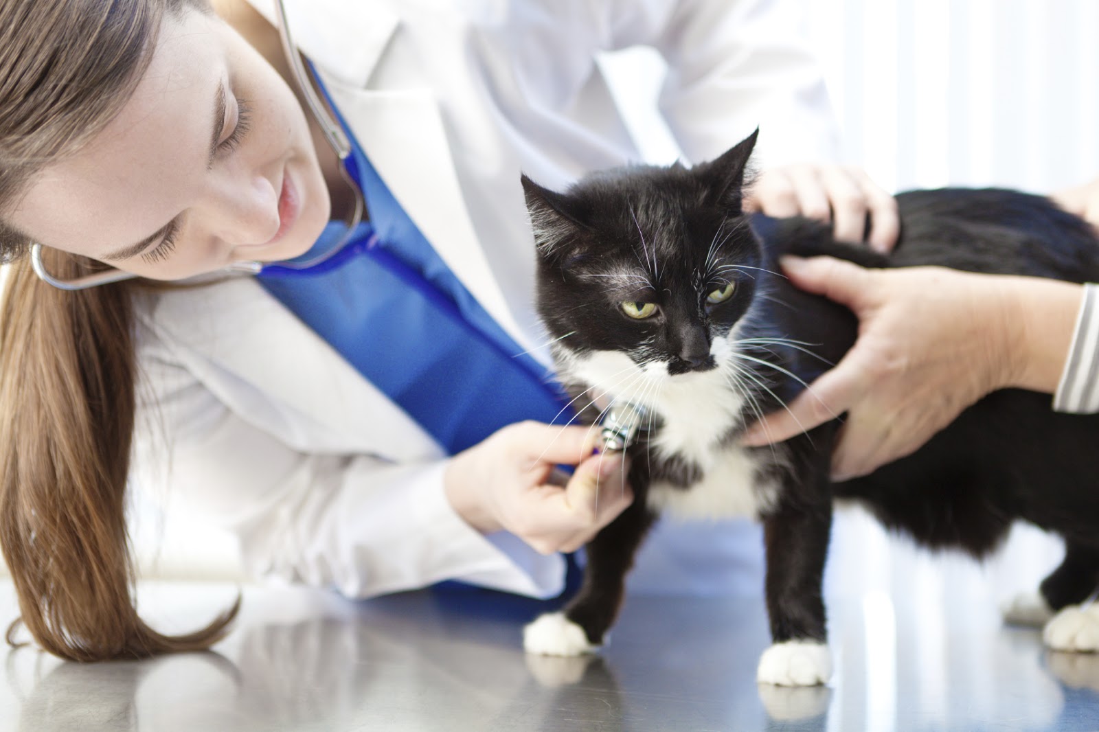 Bregman Veterinary Group: When Should You Bring Your Cat to the Vet?