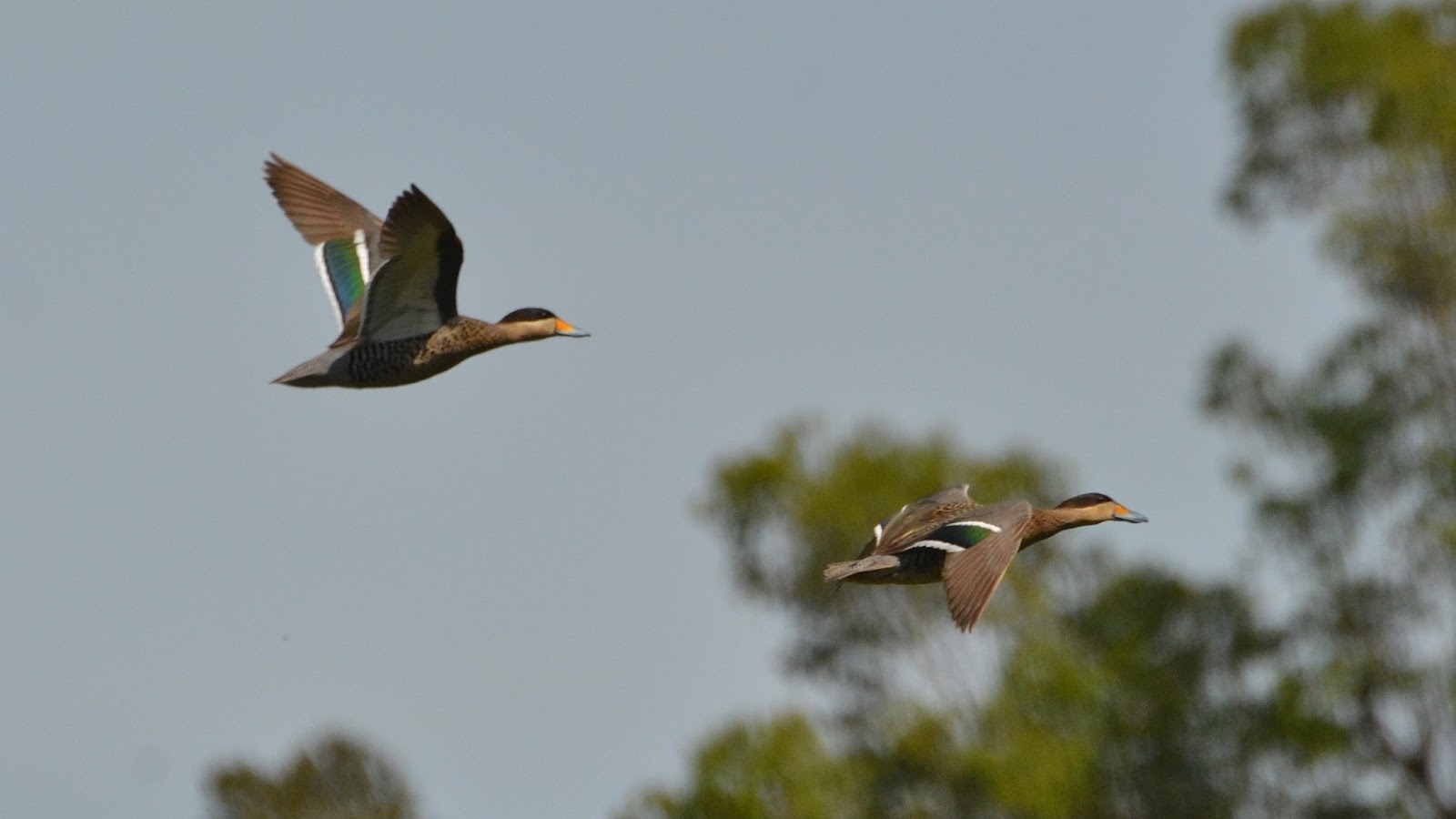 Aves de La Floresta: Pato Capuchino
