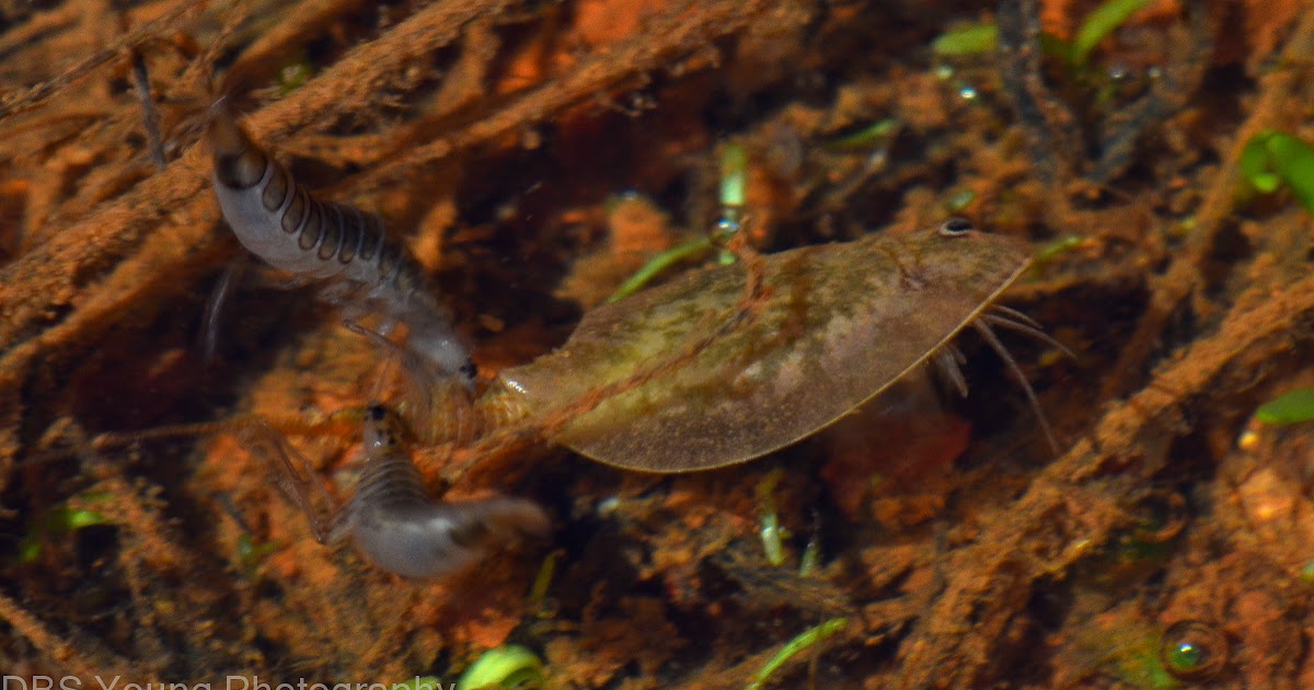 Focus on Nature: Primitive creatures battle in a desert Puddle
