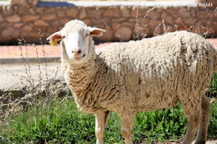 Descubriendo hojas: Ovejas