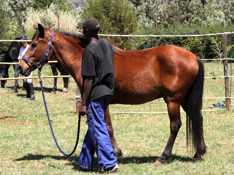 ECOVOLONTARIAT EN AFRIQUE: KENYA: Muringa Farm progresse en équitation ...
