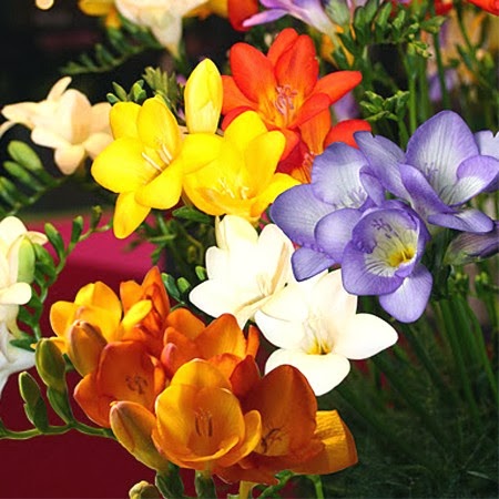 Peces y plantas ornamentales: Freesia x Hybrida - Fresia