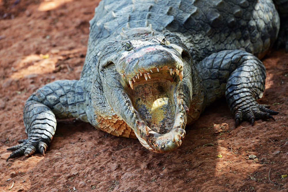 Tadej Bolta, popotnik, potovanja, potopisna predavanja