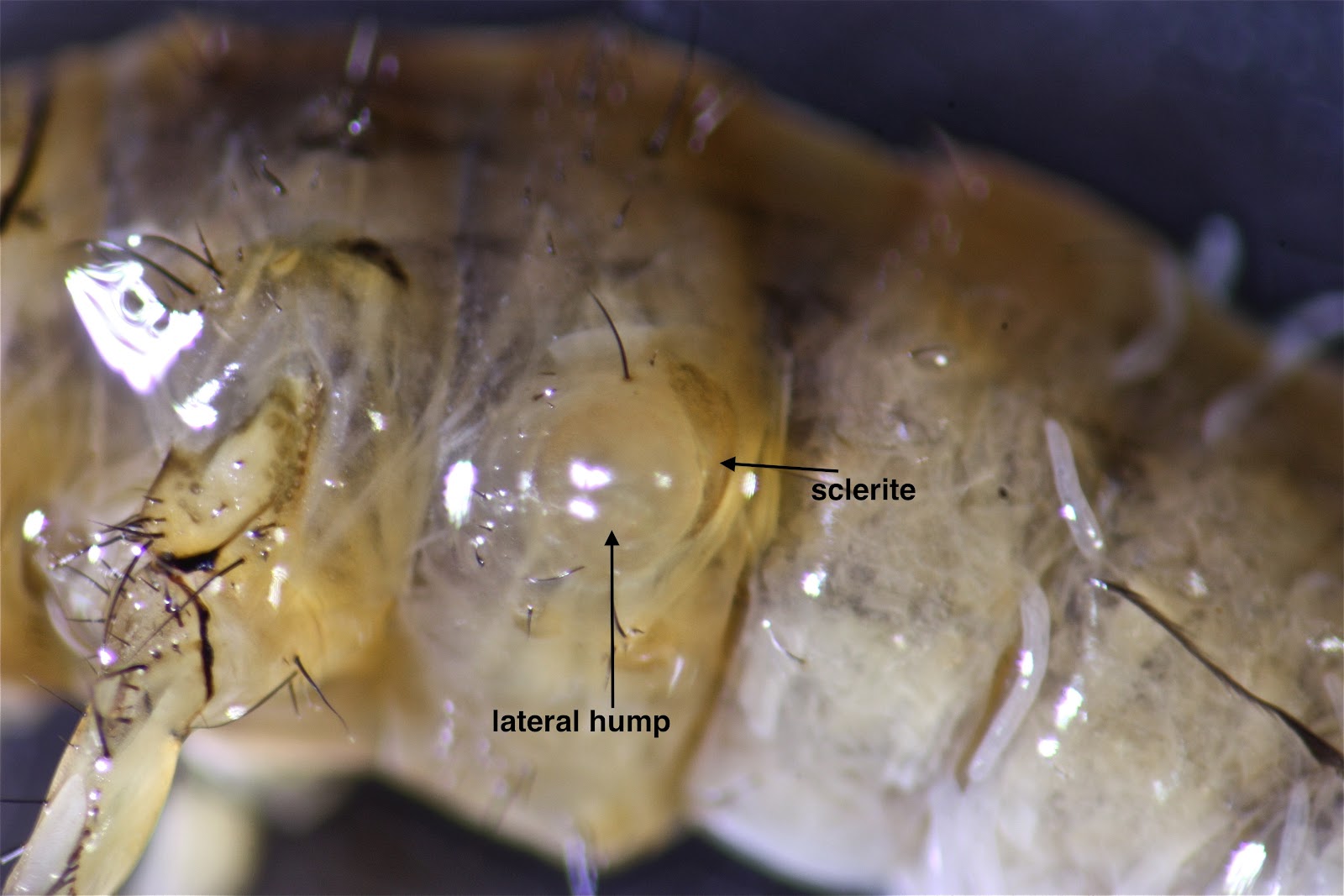 Aquatic Insects of Central Virginia: Pycnopsyche gentilis and ...