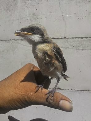 Tampilan Cendet Bakalan Yang Bagus