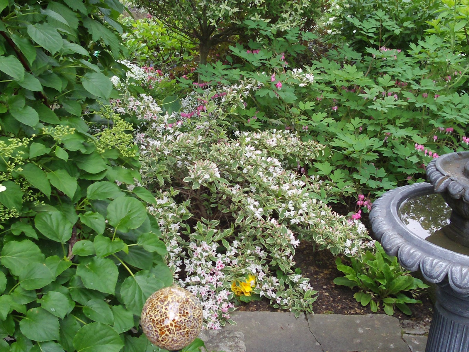 Weigelie (Weigelis florida "Nana Variegata") - Gartenelfe