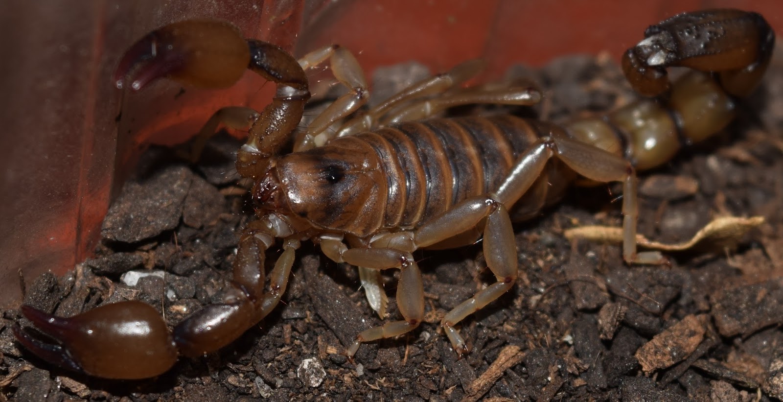 Escorpiones de Chile