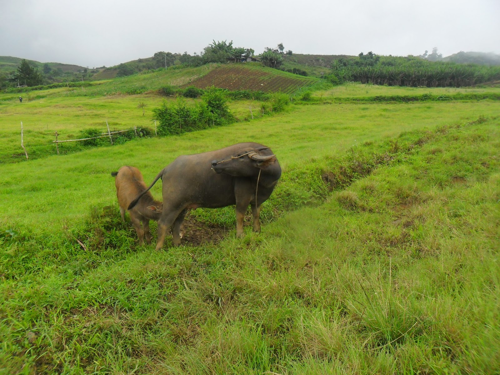 Wanderer Girl: Kapatagan Digos City, Davao del Sur Adventure