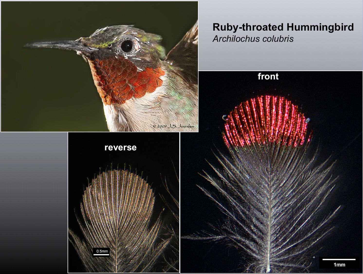 Jerry's Birding / Digiscoping Blog