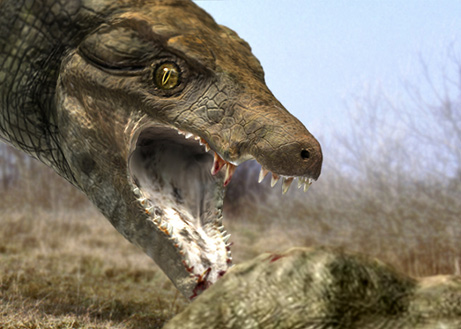 Crocodile | Wildlife Info and Photos | The Wildlife