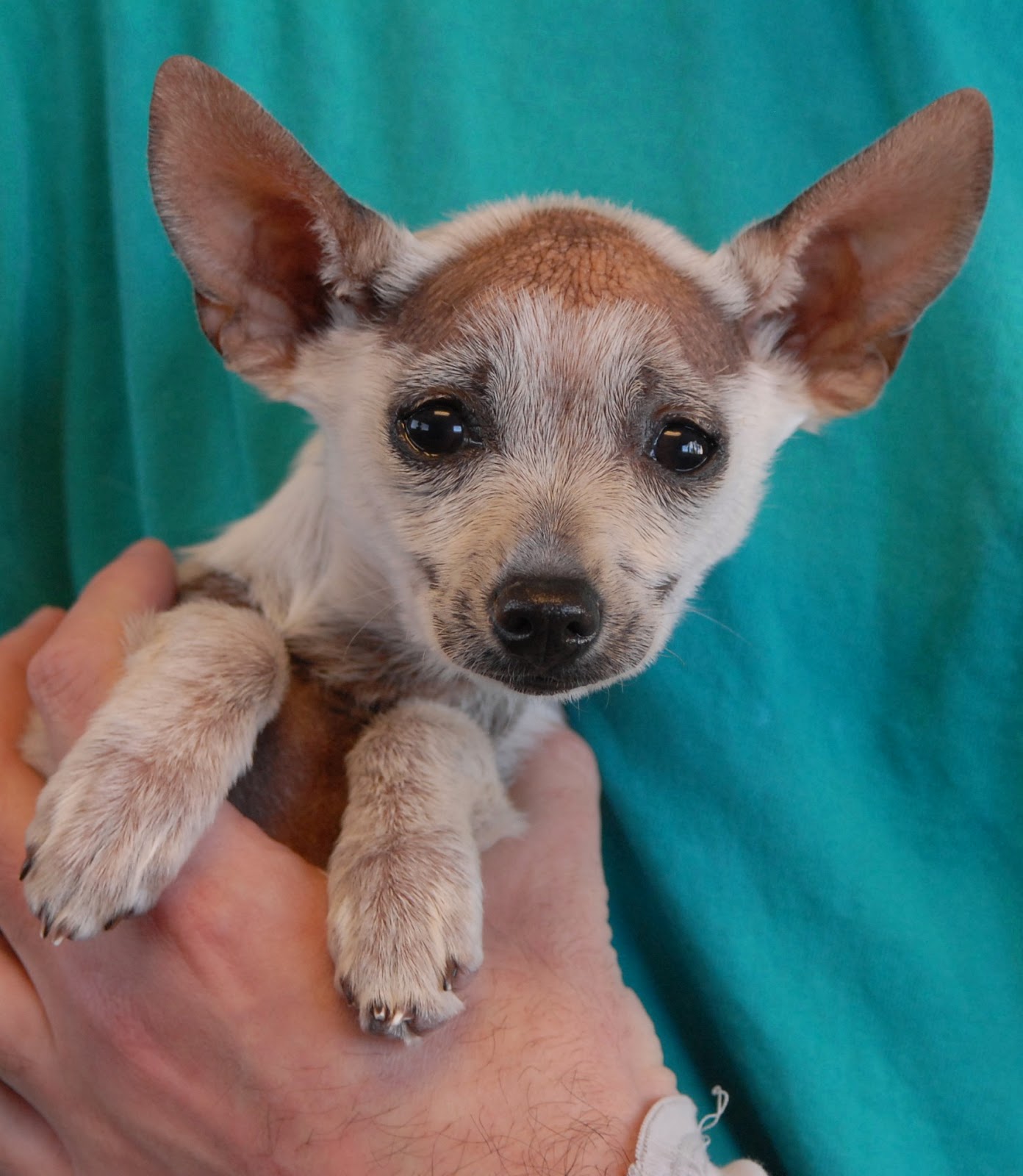 Xoloitzcuintli x puppies, brothers Alfonzo and Guido.