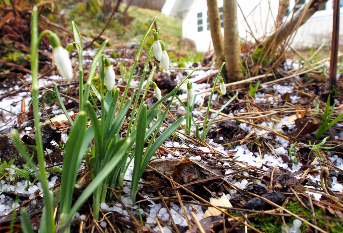 Brookwood Letters: Faffing