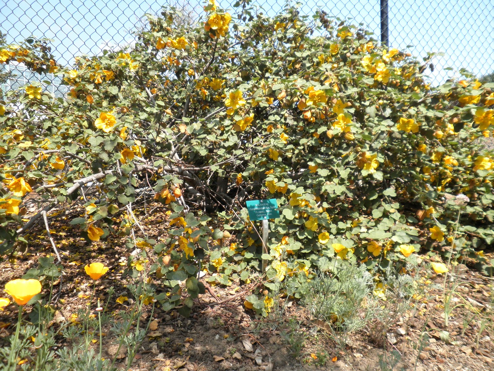 AP Biology Plant Collection Lab: Flannel Bush