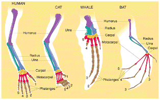 Structural, Paleontological and Anatomical Evidences of Evolution