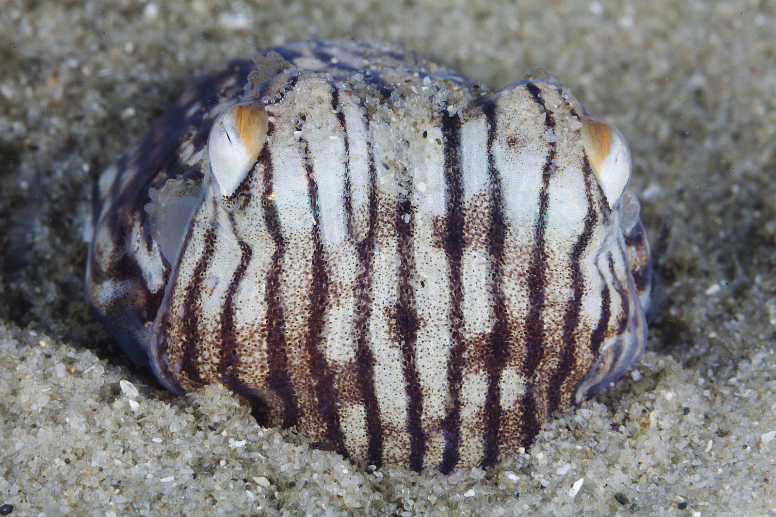 Real Monstrosities: Pyjama Striped Squid