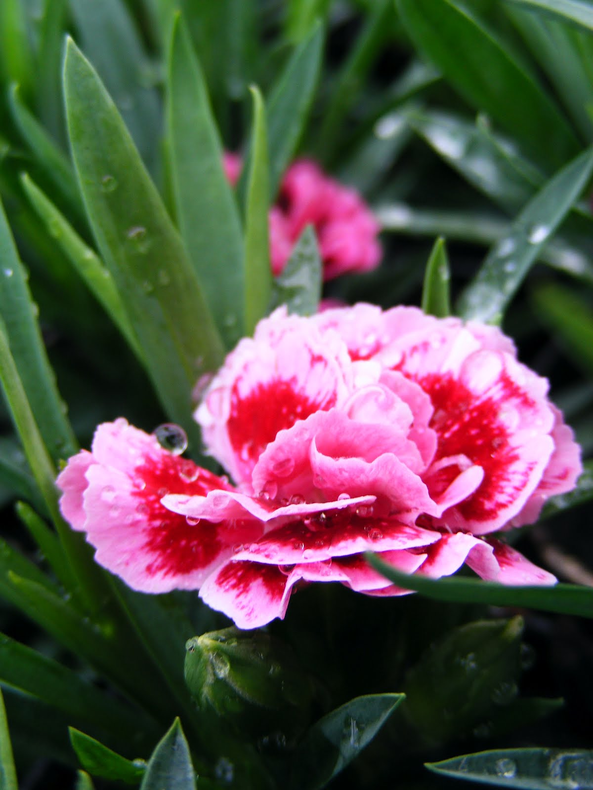 Beautiful Carnation Flower