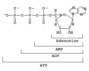 Sala BioQuímica: ATP, a moeda energética da célula