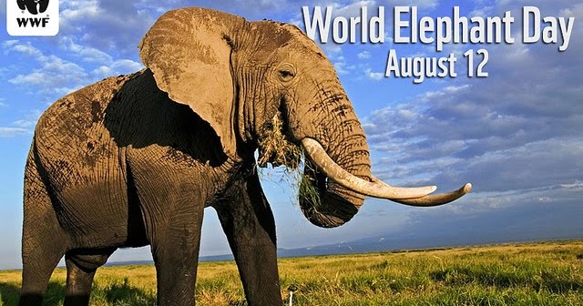 White Wolf : World Elephant Day - Bringing the world together to help ...