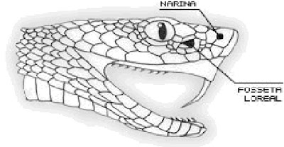 Bombeiroswaldo: Sobre o tipo de dentição das serpentes ( cobras ...