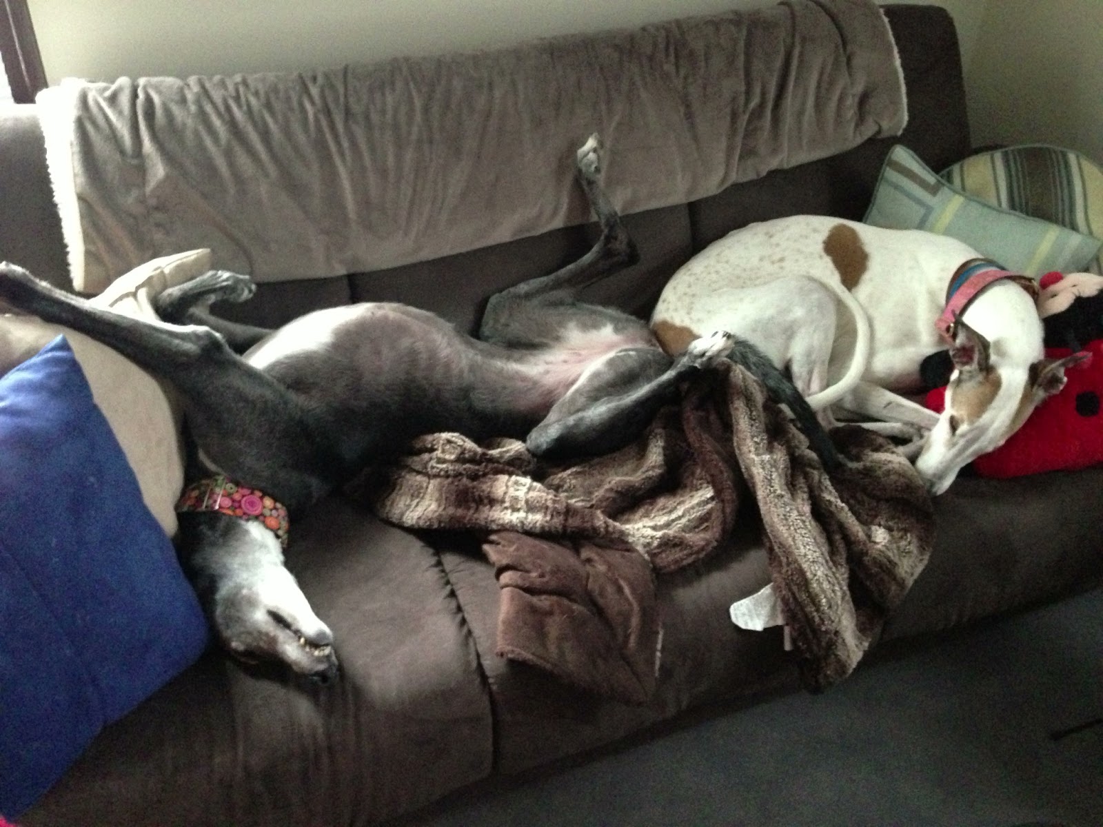 Northern Lights Greyhound Adoption Dog Blog: NLGA Photo Roundup ...