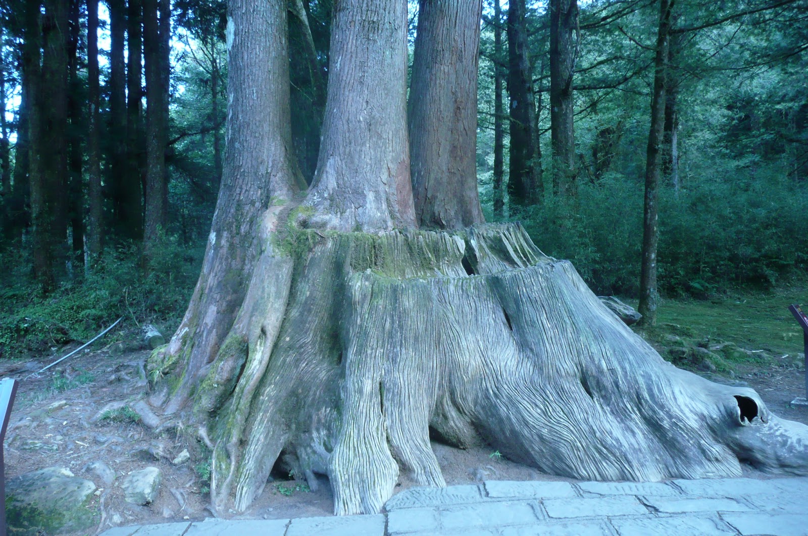 mike in taipei -again: Chiayi -> Alishan -> Budai -> Puzi