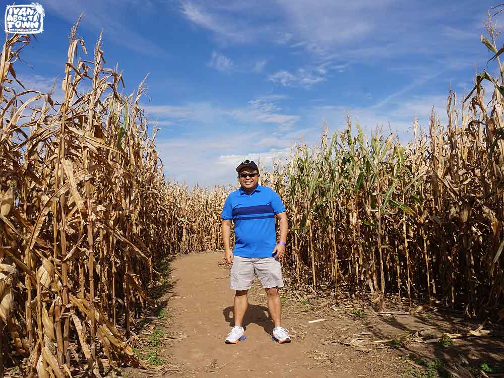 Northwest Indiana's largest corn maze in Lafayette | Ivan About Town