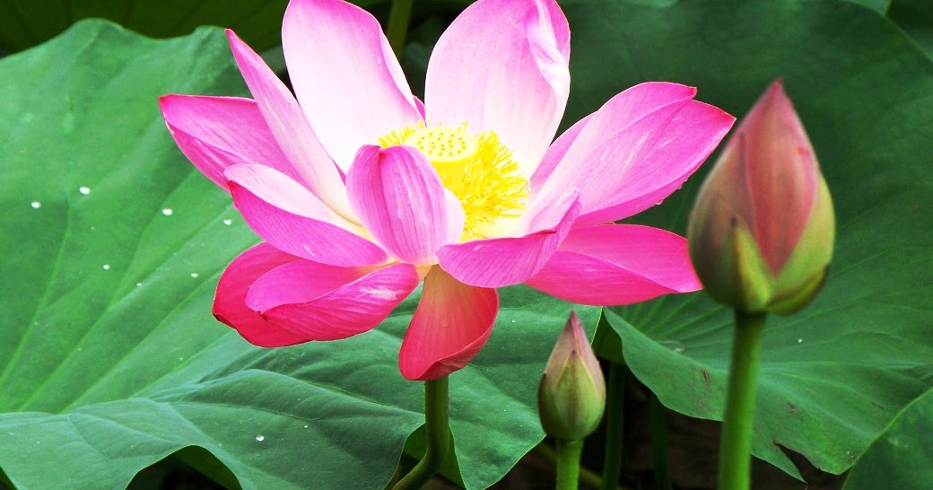 Menakjubkan 10+ Gambar Bunga Terate Sh - Gambar Bunga Indah