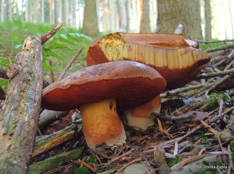 Grzyby gatunkami. Borowik ceglastopory, pociec, pociek, ceglaś ...