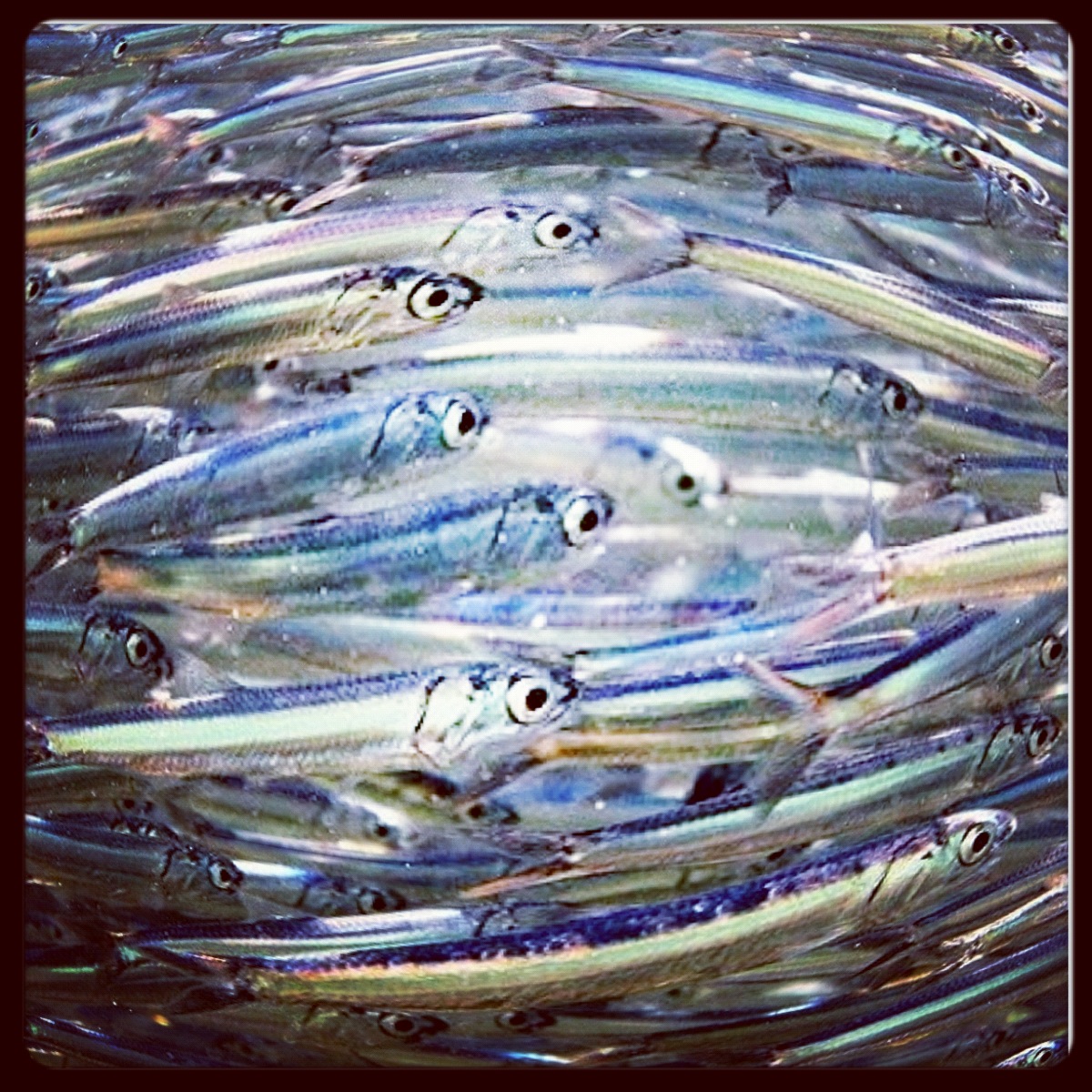 LE CINQUE ERBE: Le Acciughe di Monterosso