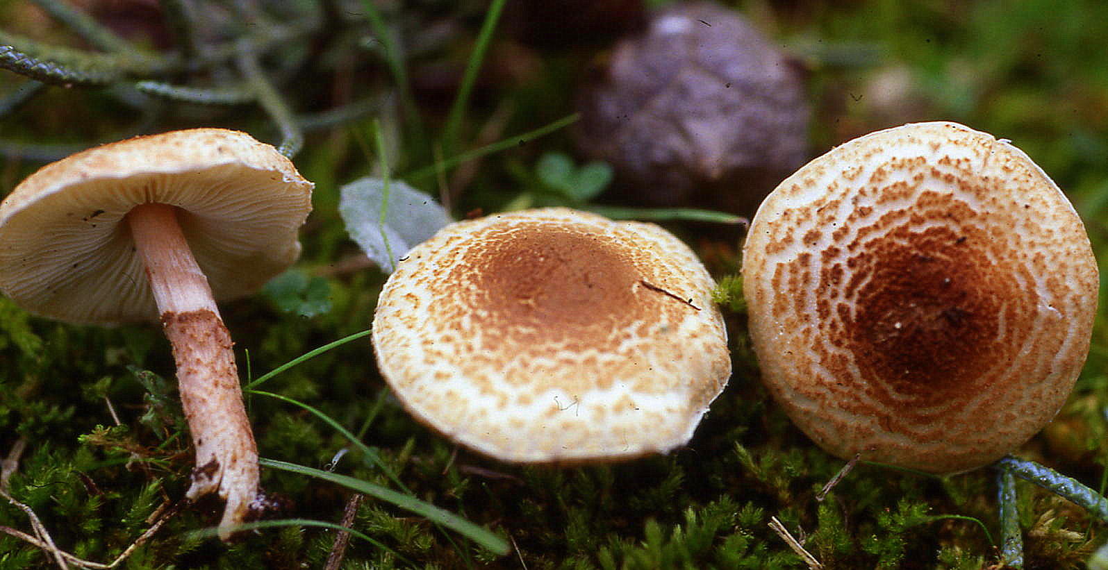 Setas Extremadura : Lepiota Helveola