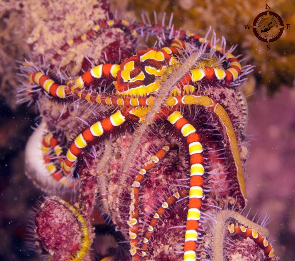 Rush360 Qatar: Qatar Turtle and Marine Watch!