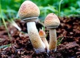 Hati-Hati Makan Jamur Tahi Sapi (Psilocybe Cubensis) - Indodrugs