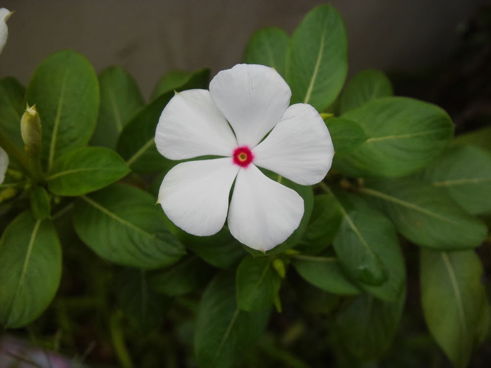 Tapak Dara Red and White