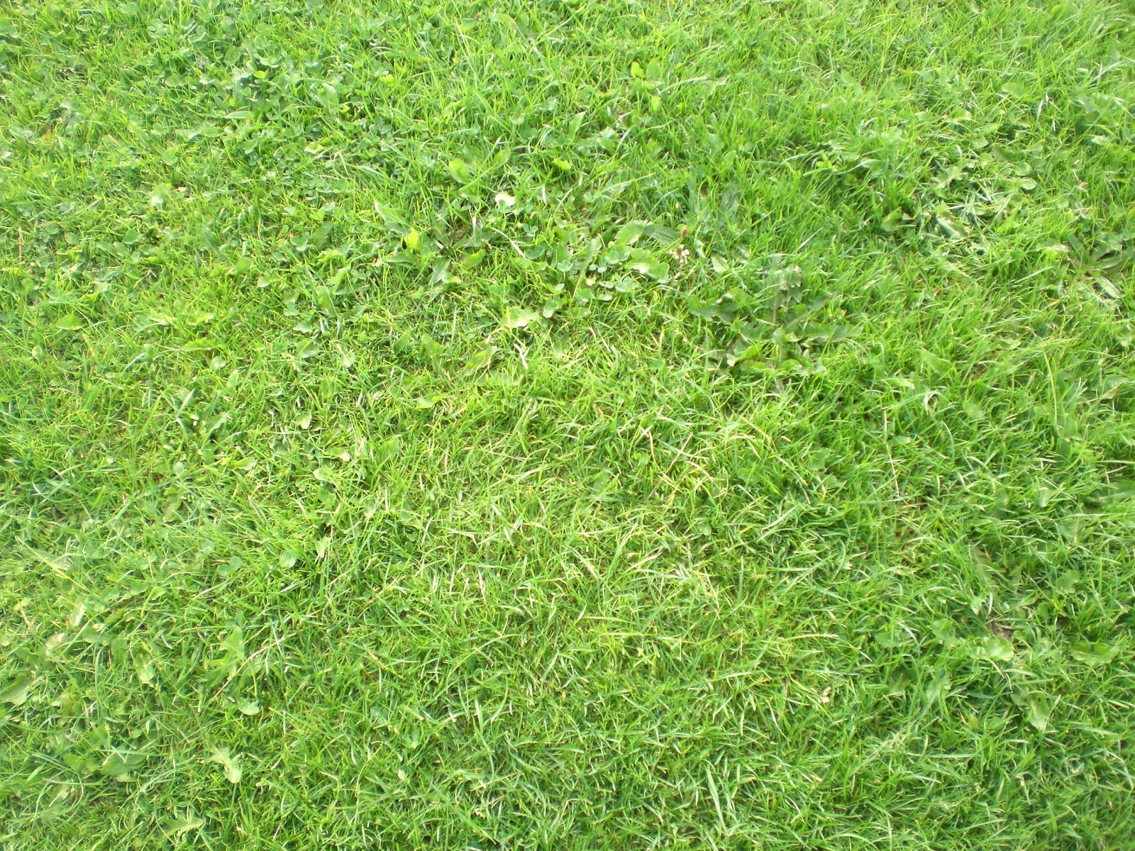 WinskyserinArchSketch: Free grass texture