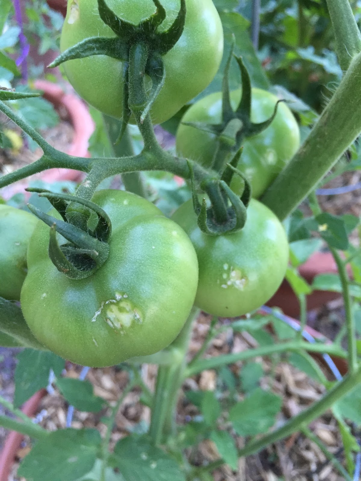 NMSU Plant Clinic: Hail pounds parts of Dona Ana County