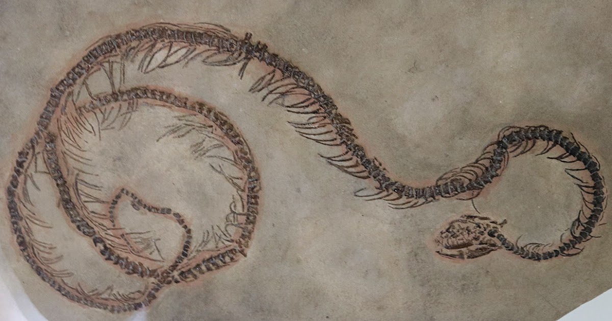 Snake Fossils