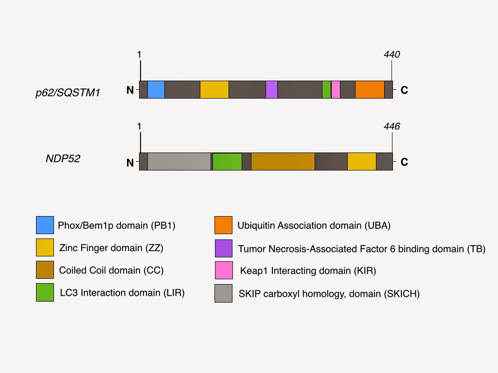 Virology tidbits: August 2014