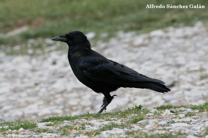 Aves de Aragón : Corneja negra