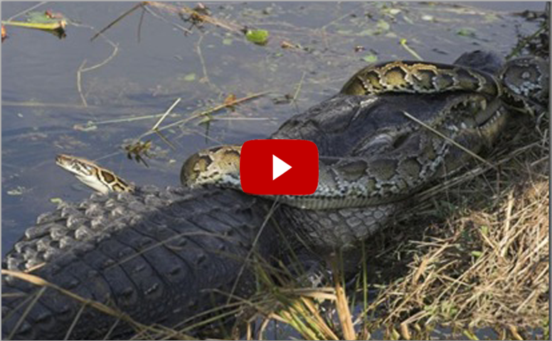 Giant Snake eats crocodile. SHOCKING !! ~ Penhchet Amazing clip