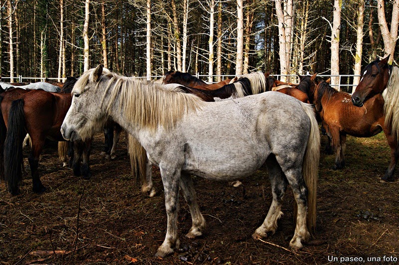 Un paseo,una foto: XXVII Feira do poldro e gando de monte. Muras (Lugo)