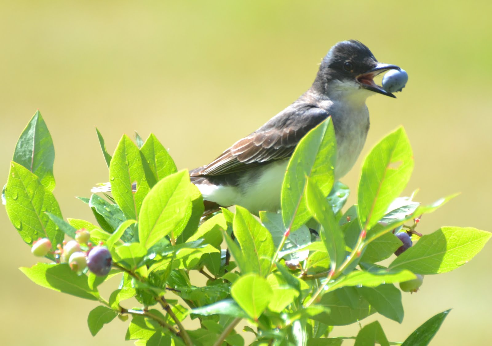 ZBirding Buteos Vs Accipiters