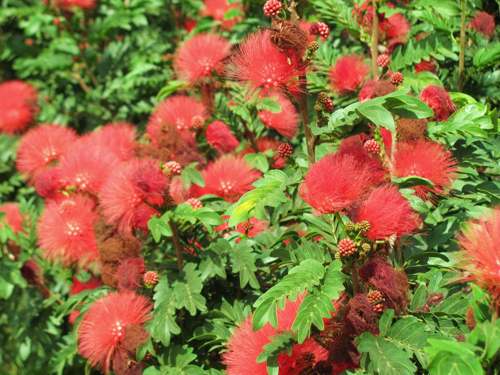 Simplesmente Fascinante: Calliandra...vulgo Esponjinha
